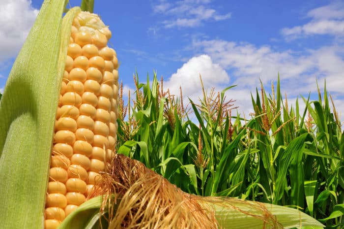 Canada Syngenta Corn Class Action Can Proceed | Top Class Actions Canada